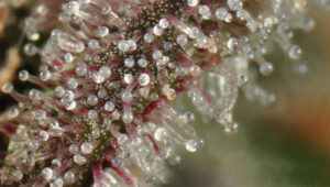 Seeds - Rare Dankness