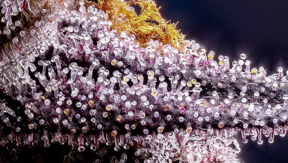 Home - Rare Dankness