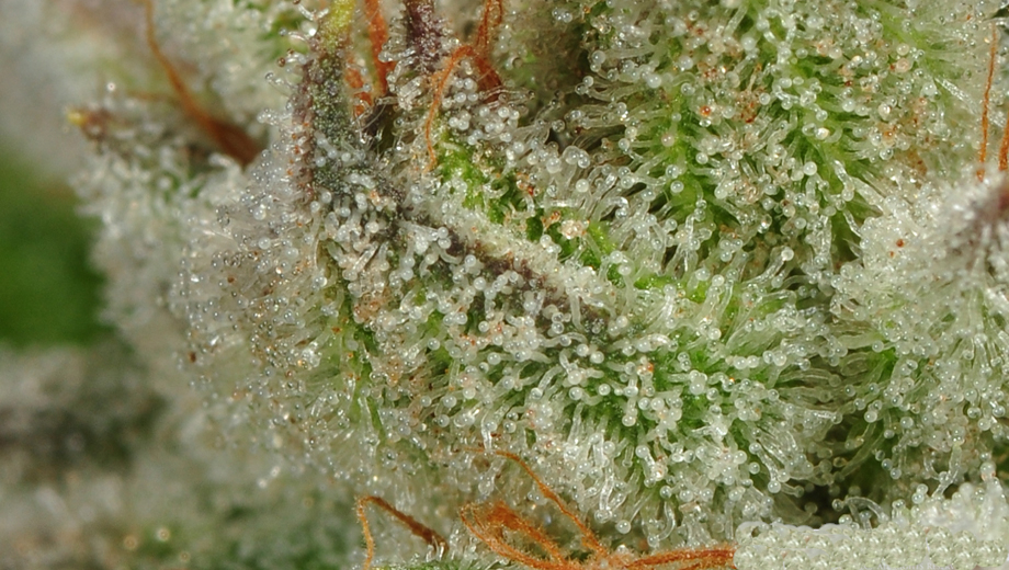 Home - Rare Dankness