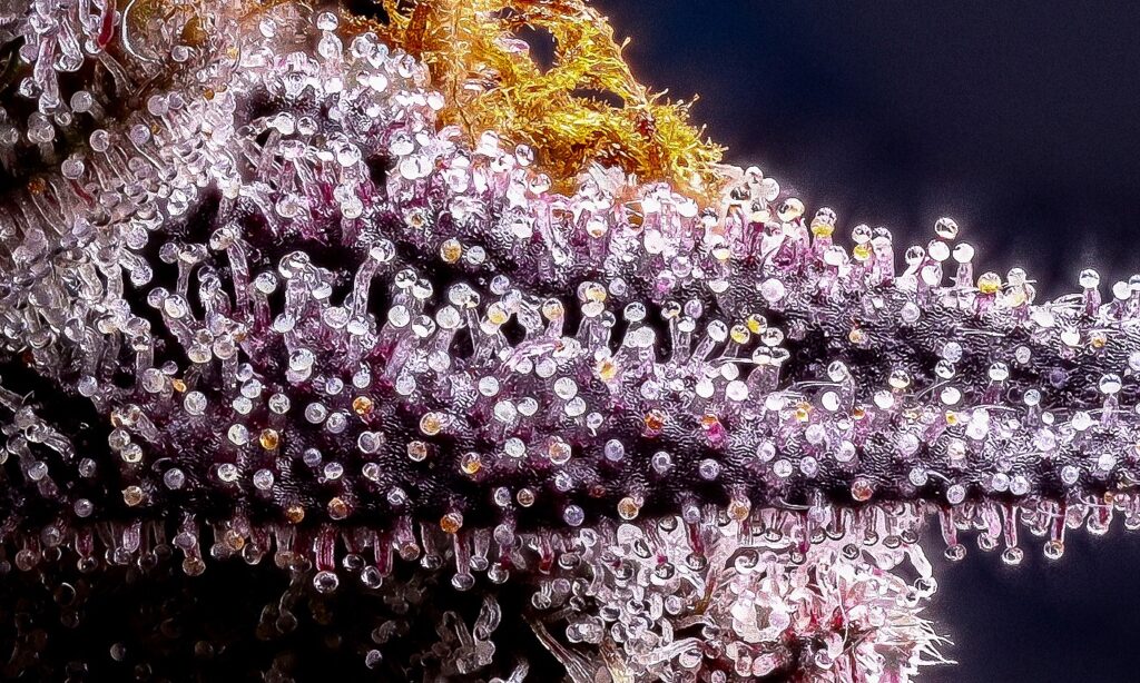 Seeds - Rare Dankness