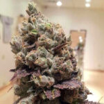 Regular Seeds - Rare Dankness