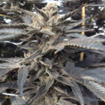 Regular Seeds - Rare Dankness